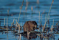 Damage Identification